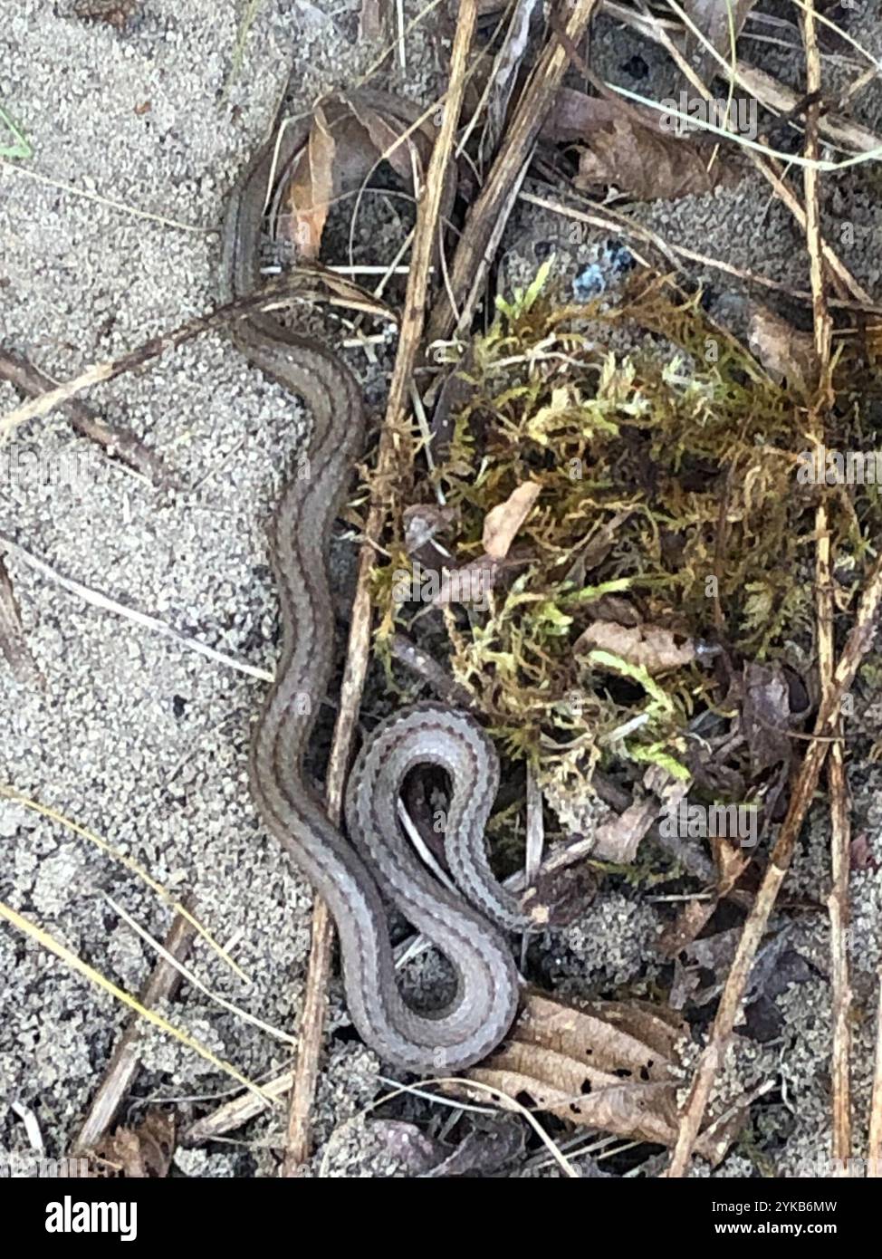 Red-bellied Snake (Storeria occipitomaculata Stock Photo - Alamy