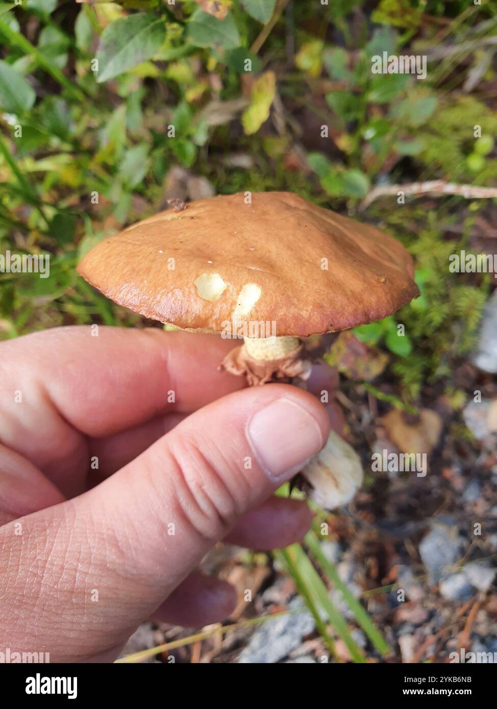 Purple-veiled Slippery Jack (Suillus luteus Stock Photo - Alamy