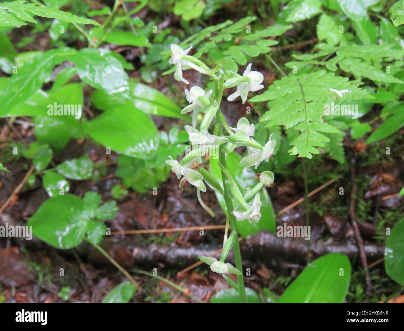 Round-leaved Bog Orchid (Platanthera orbiculata Stock Photo - Alamy