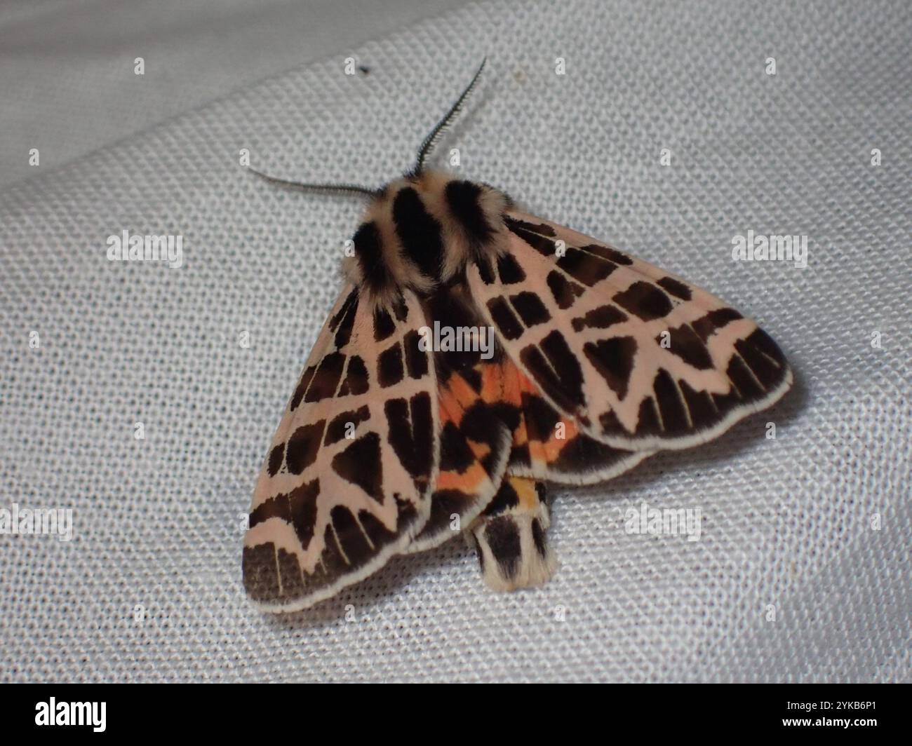 Ornate Tiger Moth (Apantesis ornata Stock Photo - Alamy