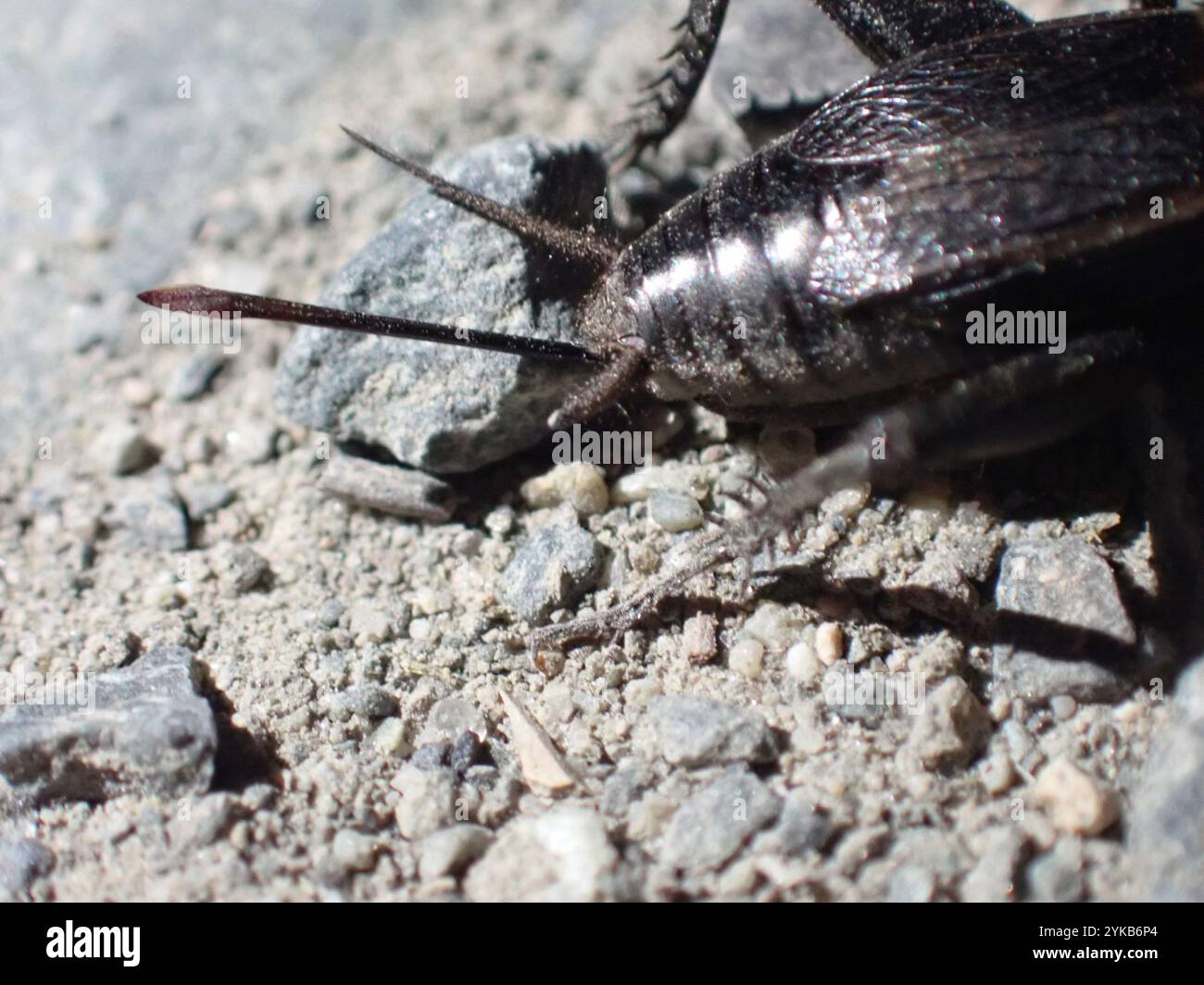 Gryllus veletis hi-res stock photography and images - Alamy