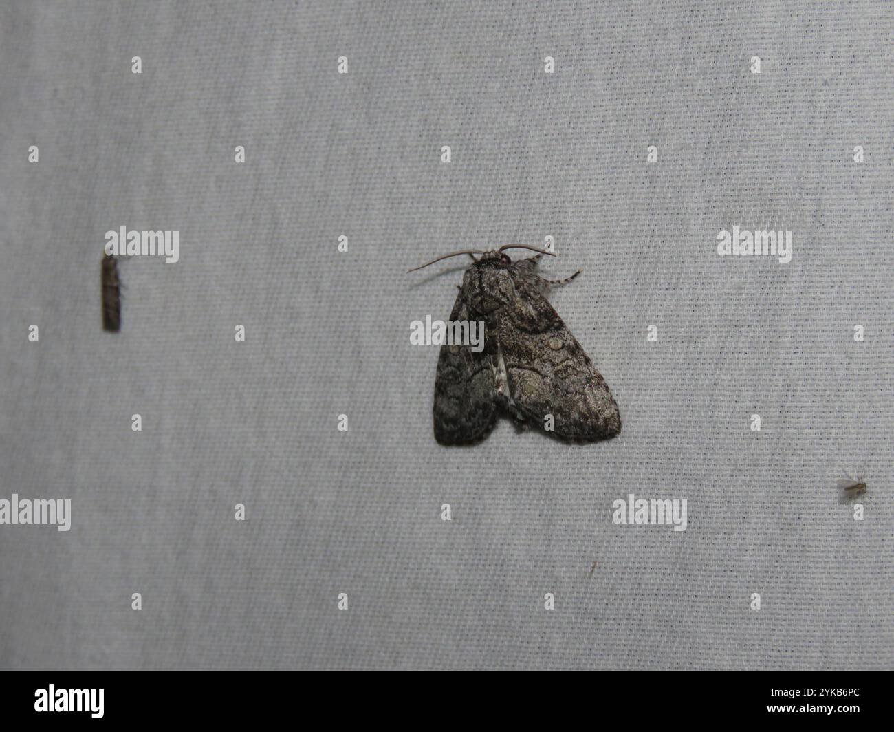Brother Moth (Raphia frater Stock Photo - Alamy