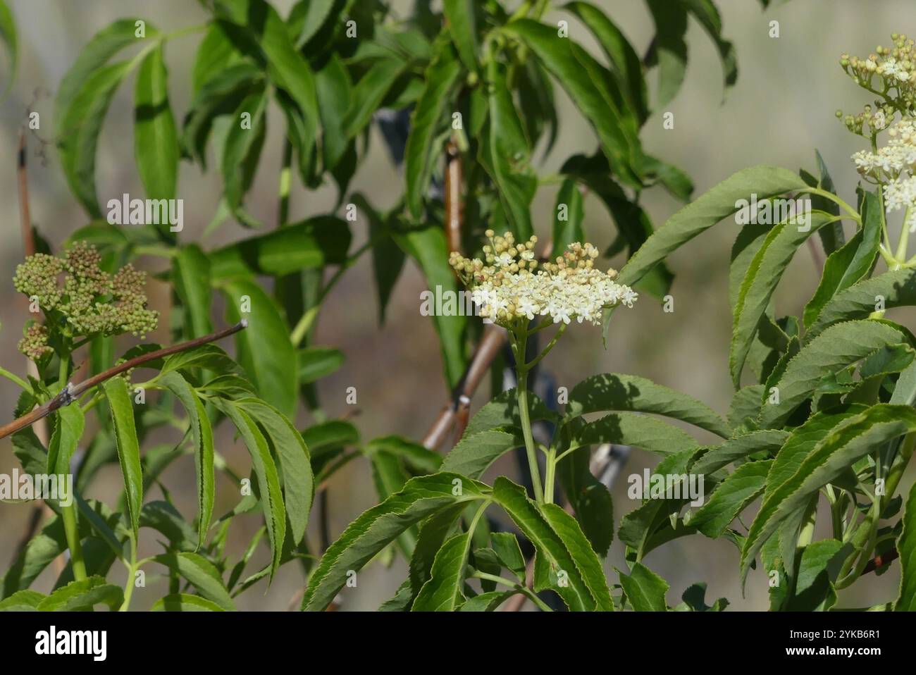blue elder (Sambucus cerulea Stock Photo - Alamy