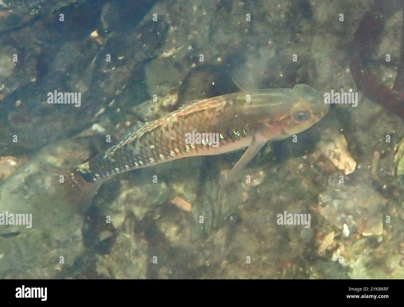 Two-spotted Goby (Pomatoschistus flavescens Stock Photo - Alamy