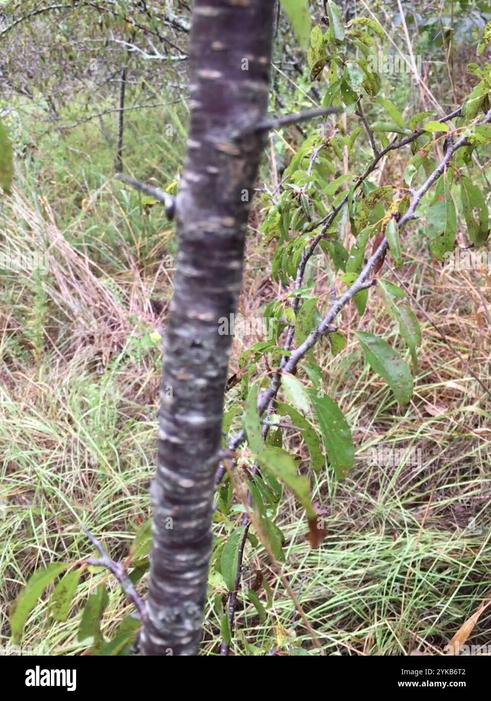 Chickasaw plum (Prunus angustifolia Stock Photo - Alamy