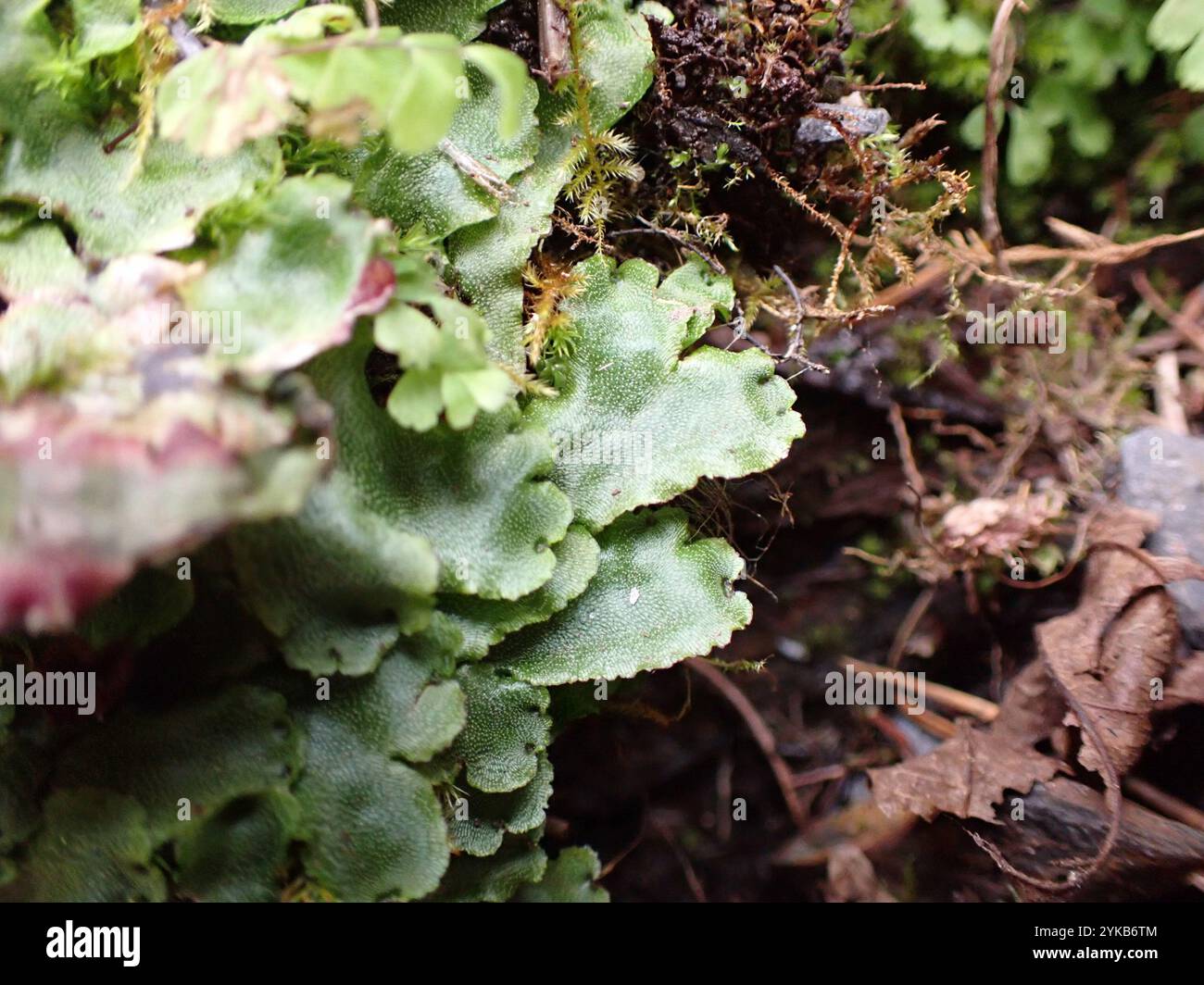 Narrow Mushroom-headed Liverwort (Marchantia quadrata Stock Photo - Alamy