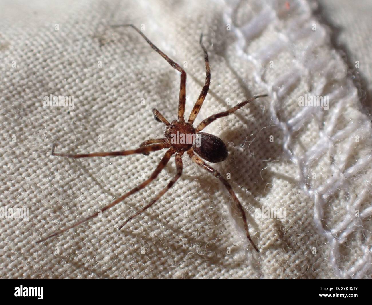 Running Crab Spiders (Philodromus Stock Photo - Alamy