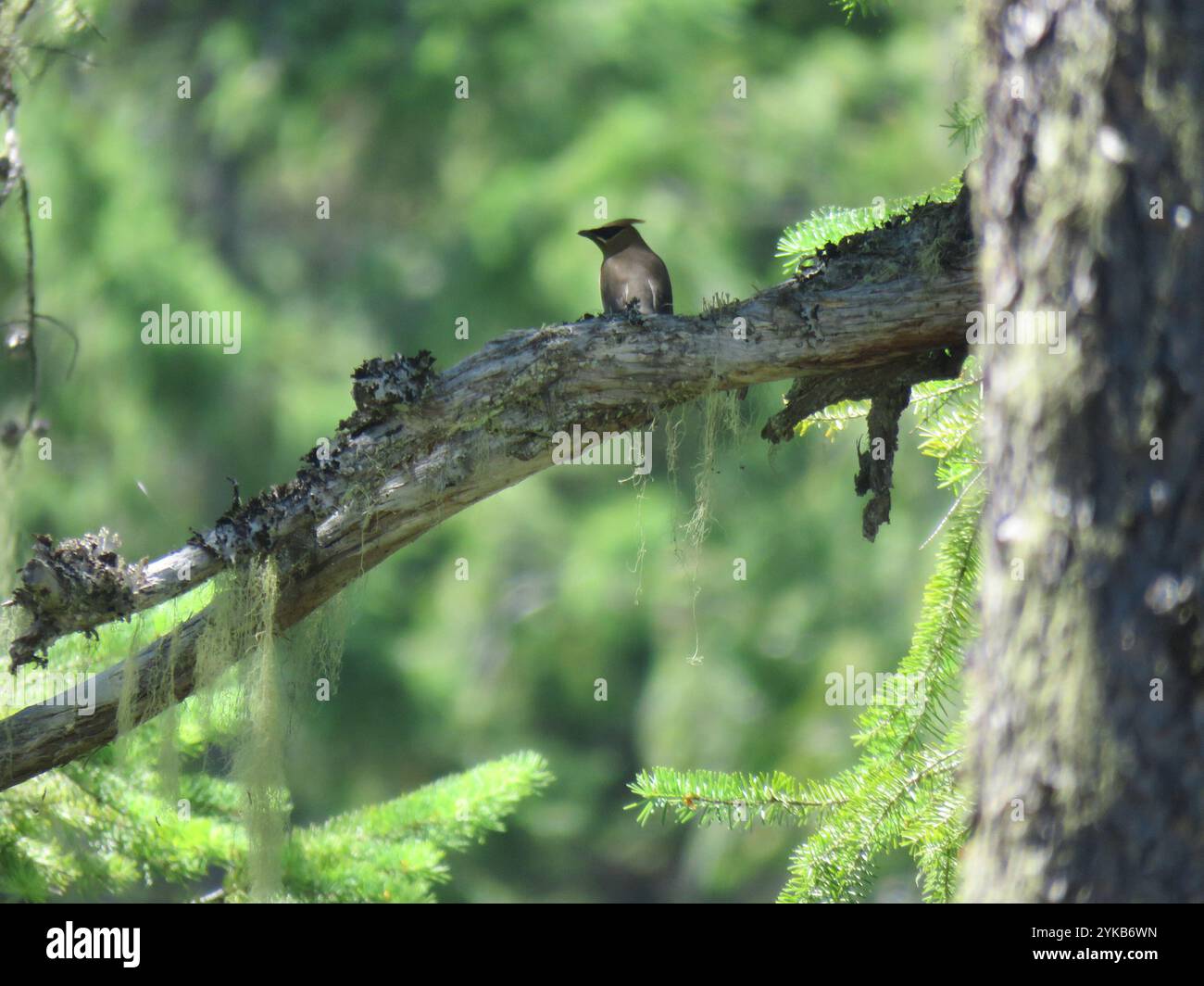 Cedar Waxwing (Bombycilla cedrorum Stock Photo - Alamy