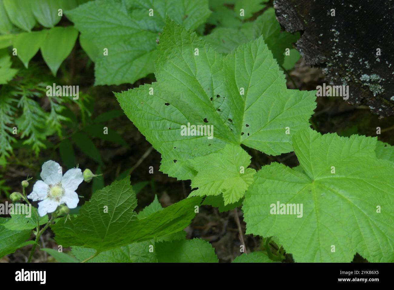 thimbleberry (Rubus parviflorus Stock Photo - Alamy