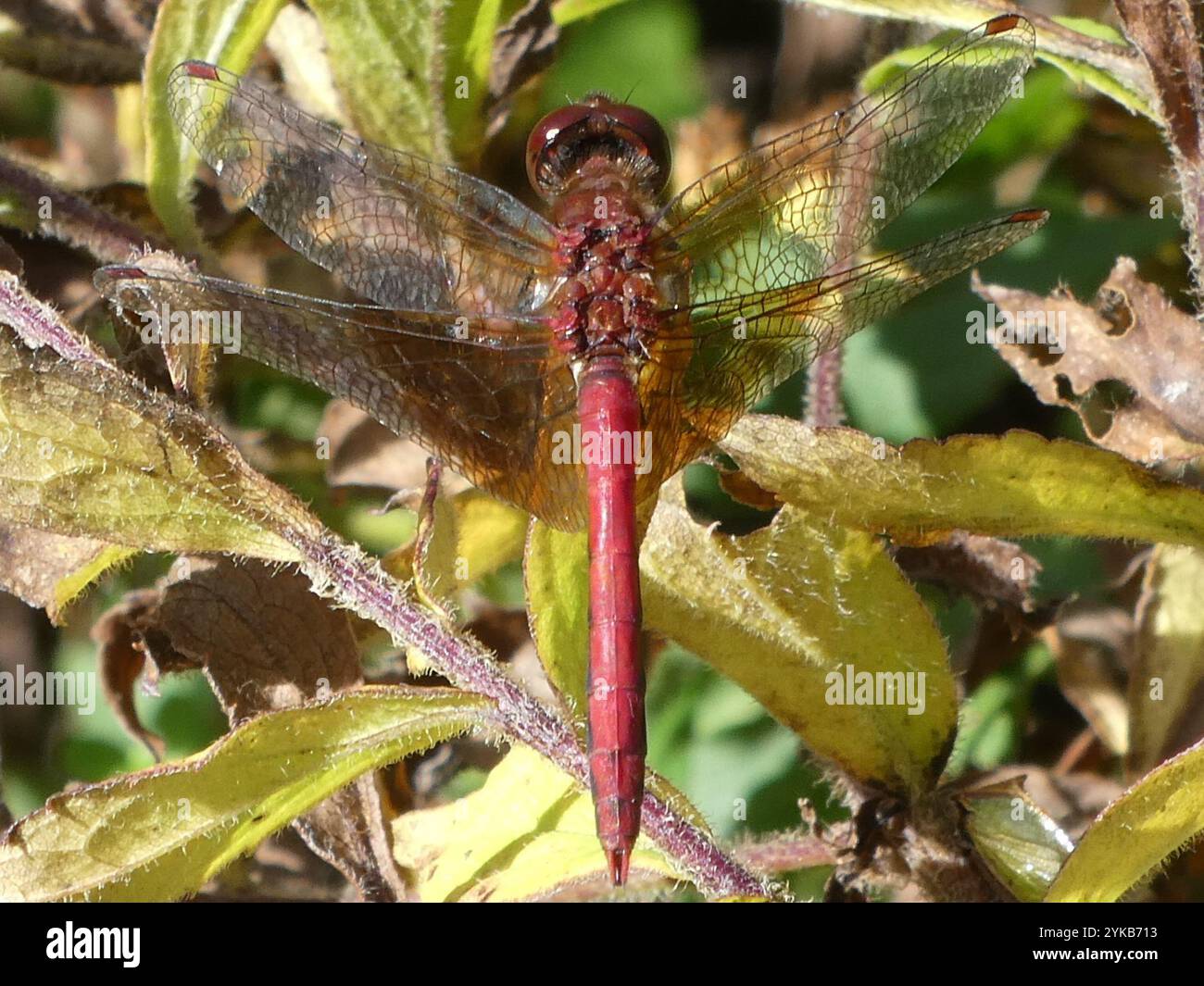 Band winged meadowhawk hi-res stock photography and images - Alamy
