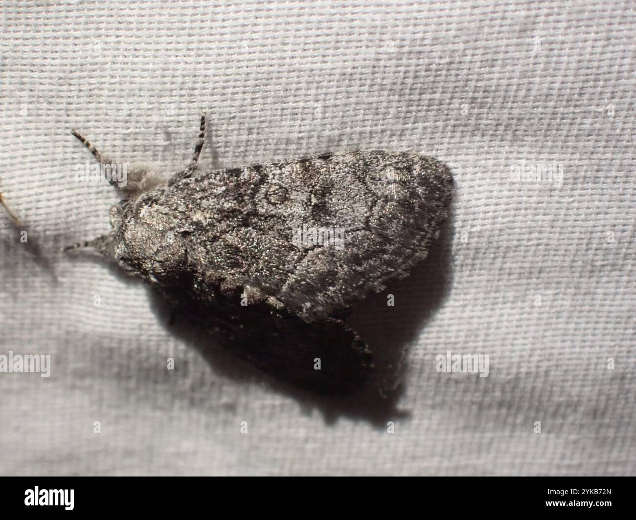 Brother Moth (Raphia frater Stock Photo - Alamy