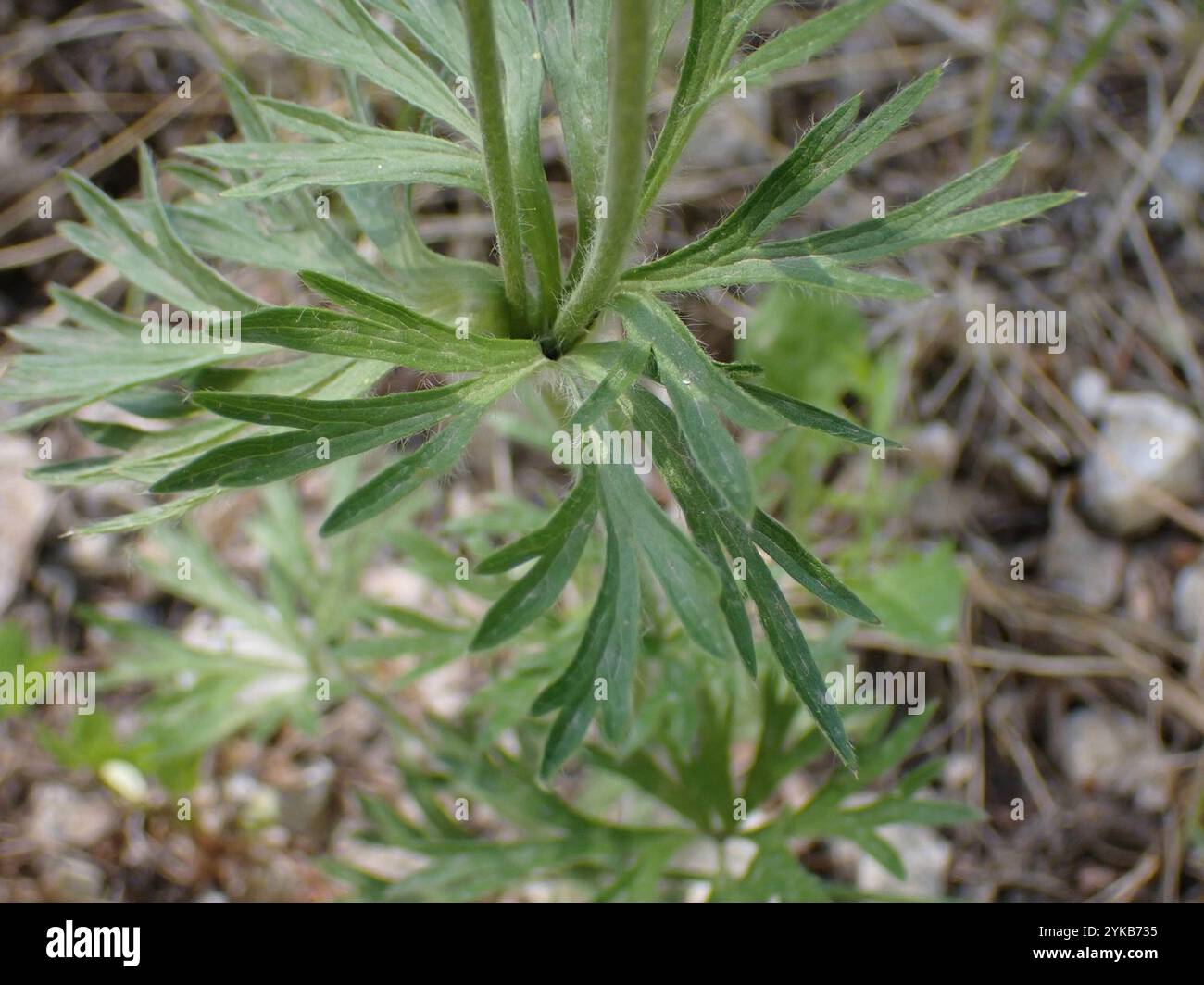 buttercup family (Ranunculaceae Stock Photo - Alamy