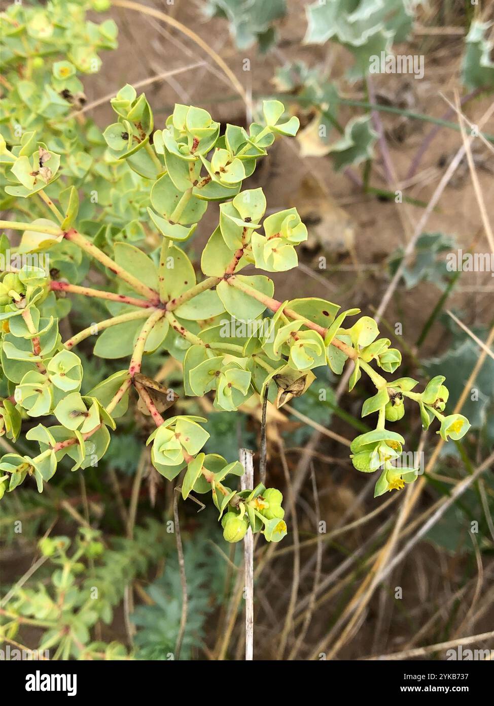 Sea Spurge (Euphorbia paralias Stock Photo - Alamy