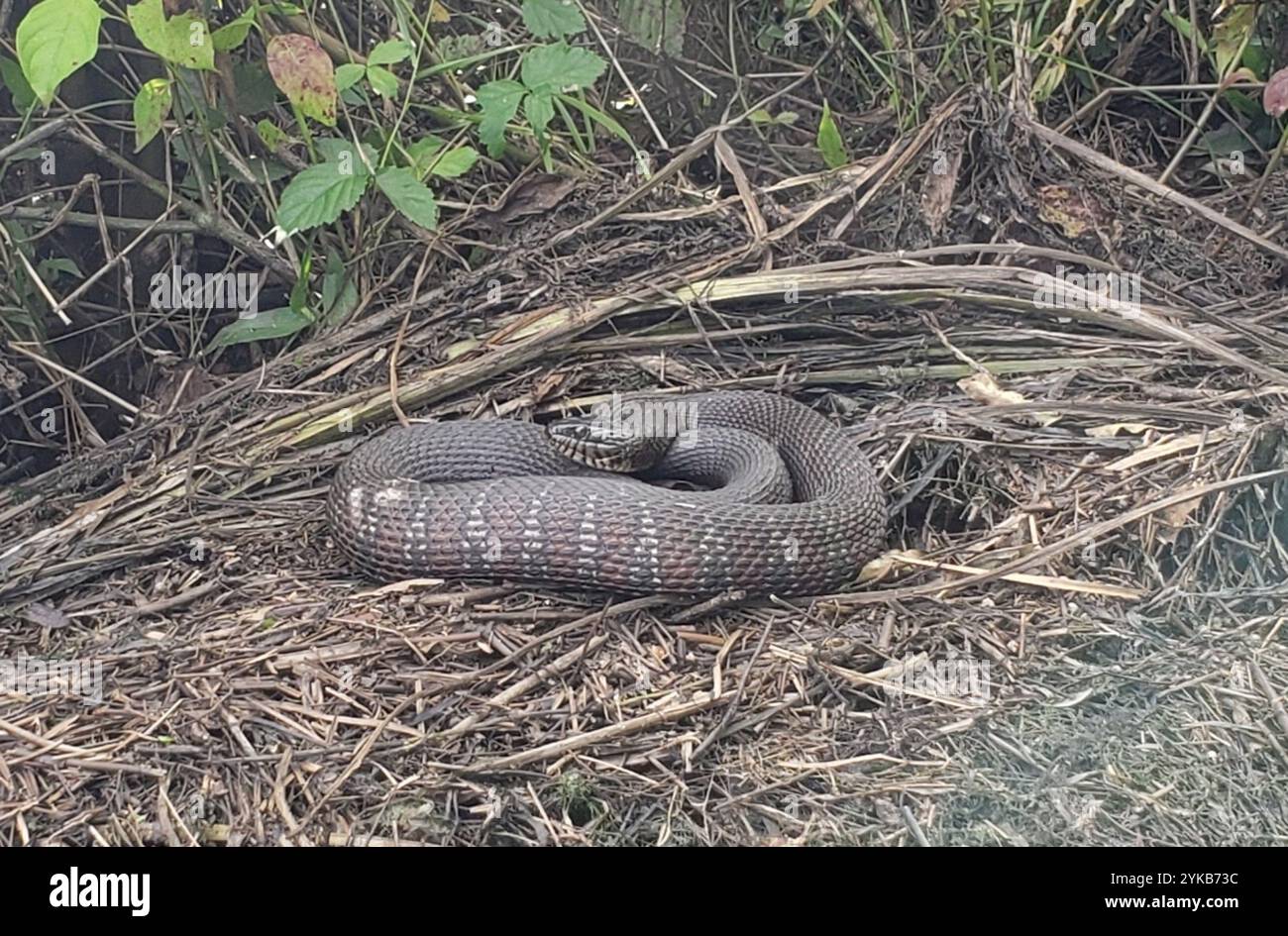 Northern Watersnake (Nerodia sipedon sipedon Stock Photo - Alamy