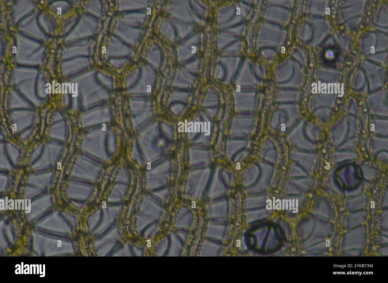 Papillose peatmoss hi-res stock photography and images - Alamy