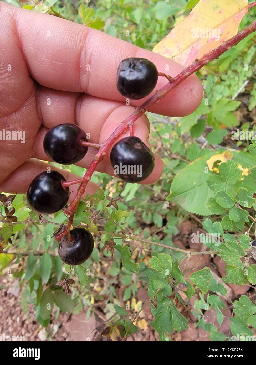 chokecherry (Prunus virginiana Stock Photo - Alamy