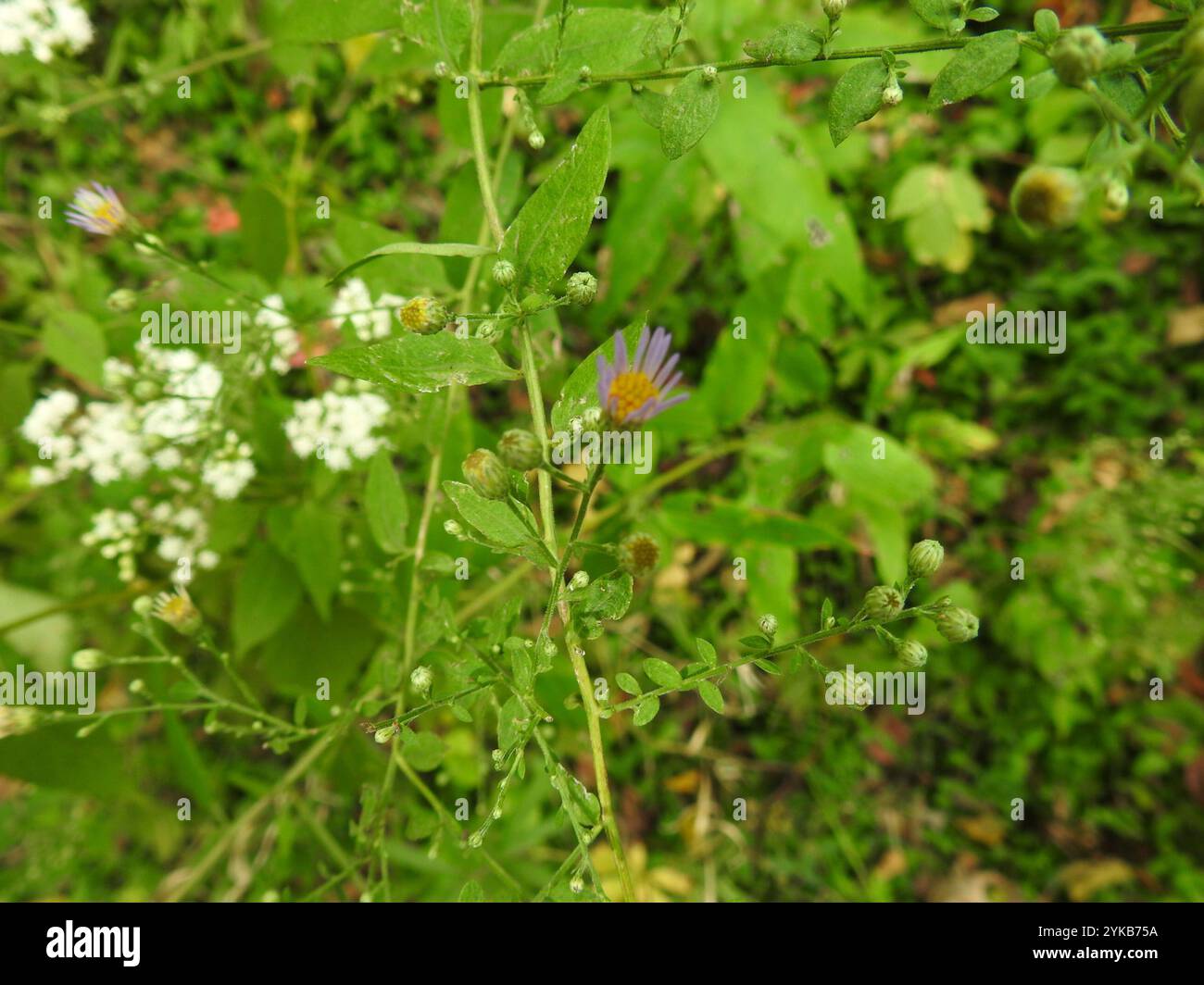 Short's aster (Symphyotrichum shortii Stock Photo - Alamy