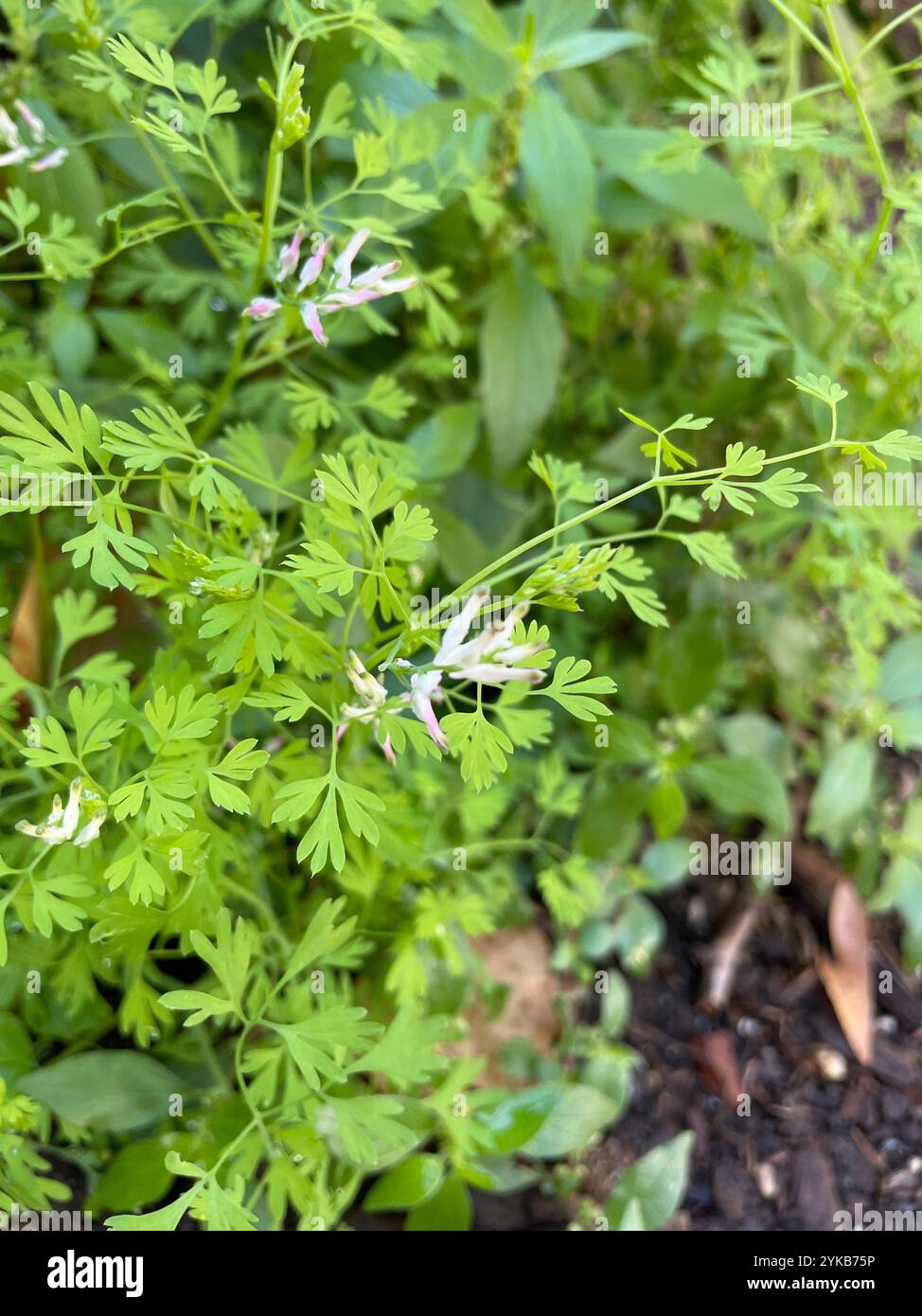 Common ramping fumitory hi-res stock photography and images - Alamy