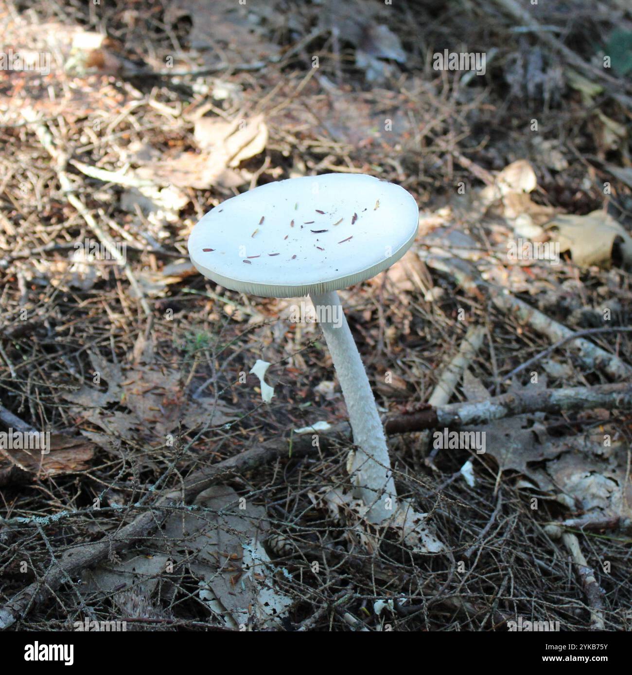 Eastern north american destroying angel hi-res stock photography and ...