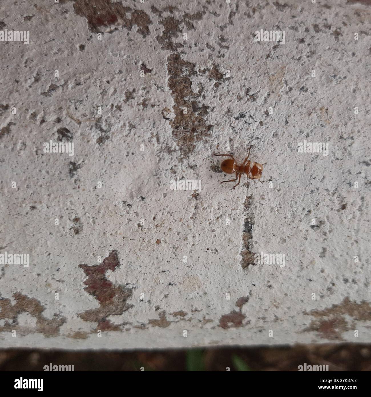 Cephalotes clypeatus hi-res stock photography and images - Alamy