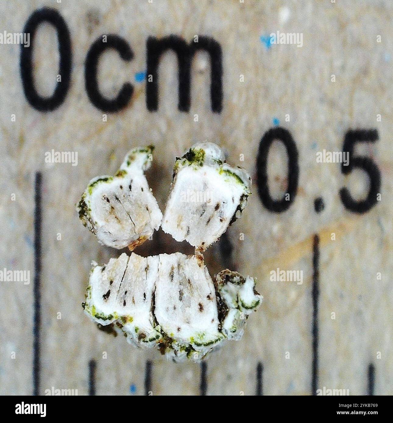 wart lichens, script lichens, and allies (Ostropomycetidae Stock Photo ...