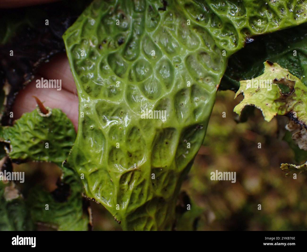 Tree Lungwort (Lobaria pulmonaria Stock Photo - Alamy