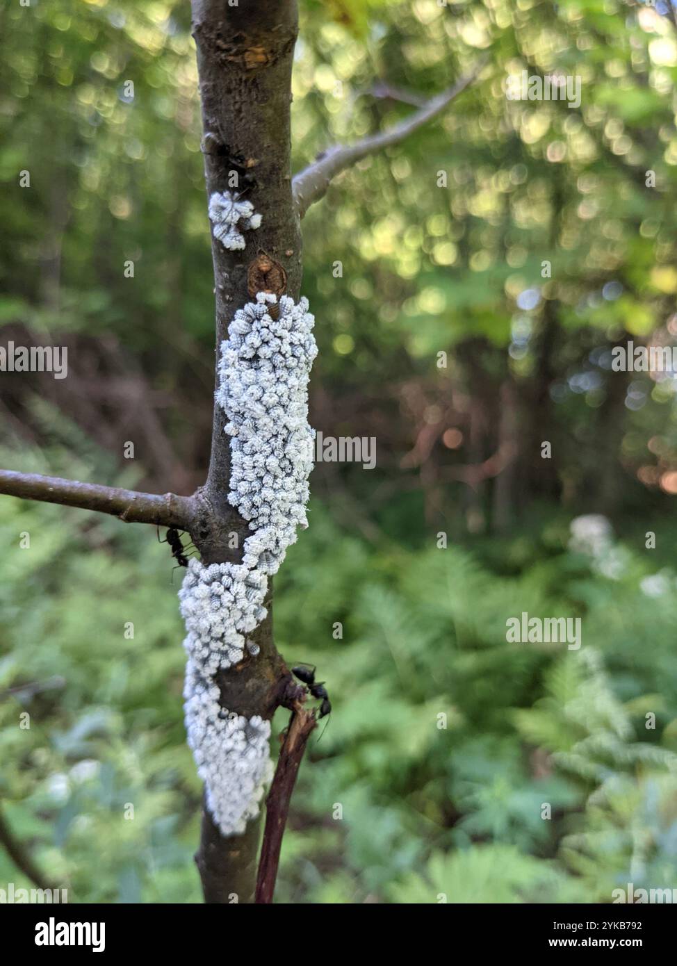 Woolly Alder Aphid (Prociphilus tessellatus Stock Photo - Alamy