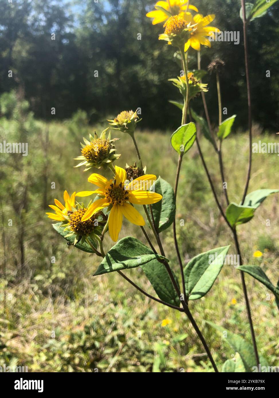 giant sunflower (Helianthus giganteus Stock Photo - Alamy