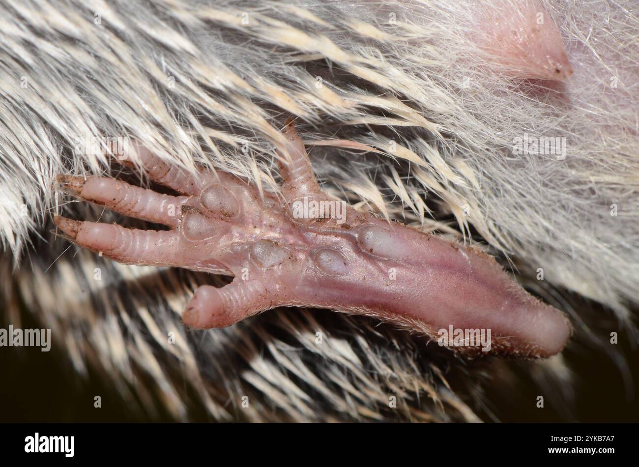 Multimammate hi-res stock photography and images - Alamy