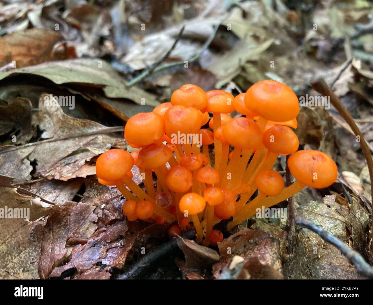 orange mycena (Mycena leaiana Stock Photo - Alamy