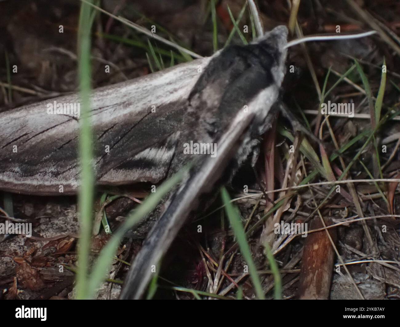 Sphinx drupiferarum hi-res stock photography and images - Alamy