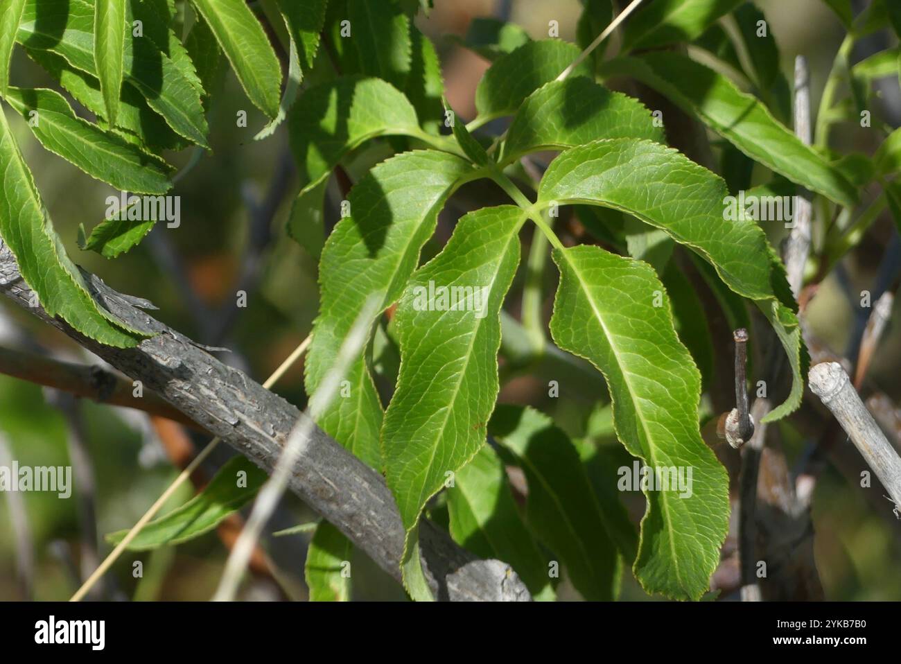 blue elder (Sambucus cerulea Stock Photo - Alamy