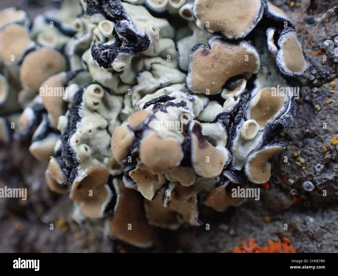 rim lichens, disc lichens, and allies (Lecanoraceae Stock Photo - Alamy