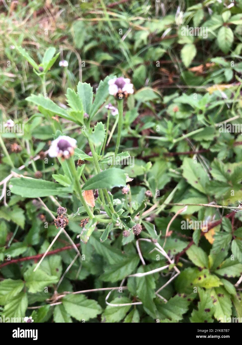 turkey tangle frogfruit (Phyla nodiflora Stock Photo - Alamy