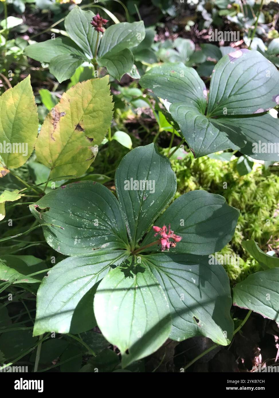 Canadian bunchberry (Cornus canadensis Stock Photo - Alamy