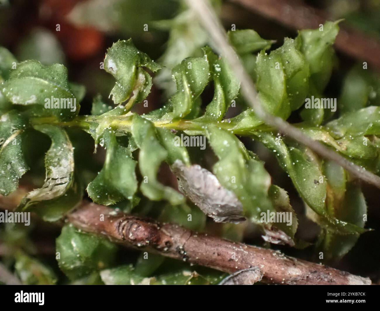 Thyme and Allied Mosses (Plagiomnium Stock Photo - Alamy