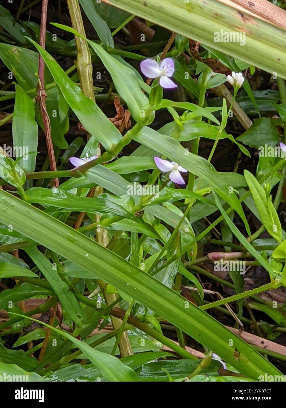 marsh dewflower (Murdannia keisak Stock Photo - Alamy