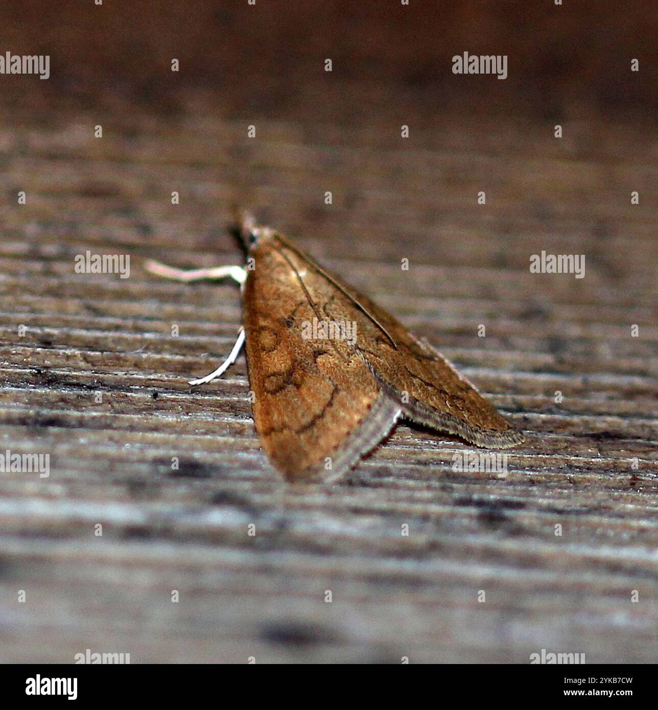 Celery Leaftier Moth (Udea rubigalis Stock Photo - Alamy
