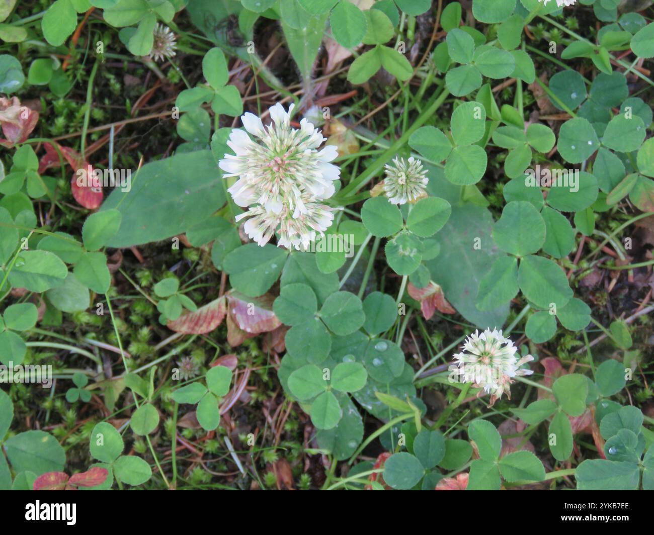 white clover (Trifolium repens Stock Photo - Alamy