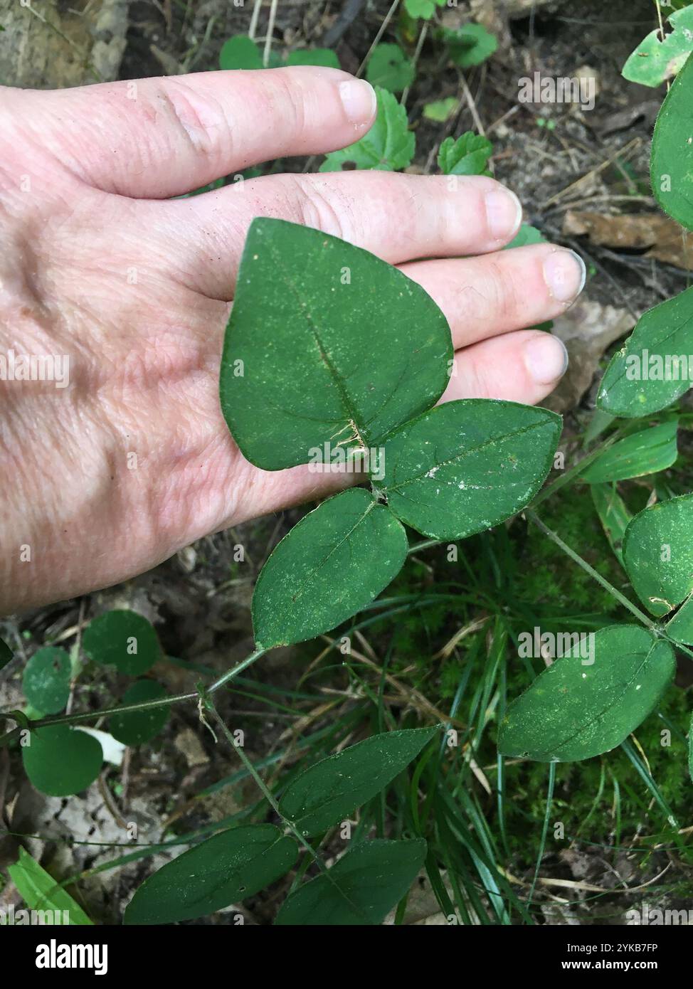 Cream Tick-trefoil (Desmodium ochroleucum Stock Photo - Alamy