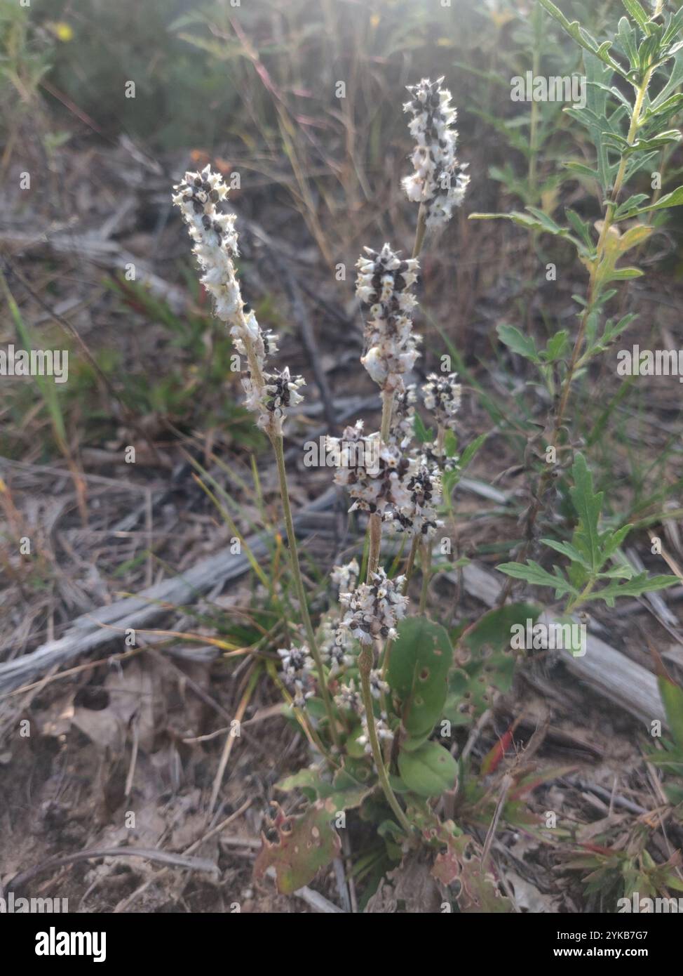 Plains Snakecotton (Froelichia floridana Stock Photo - Alamy