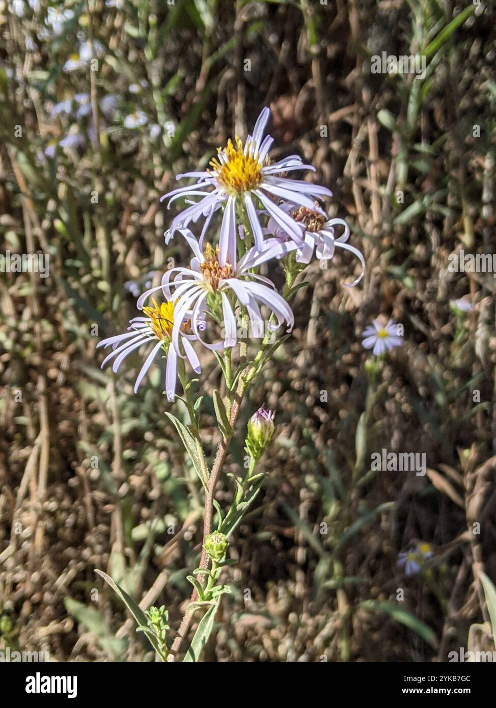 Pacific Aster (Symphyotrichum chilense Stock Photo - Alamy