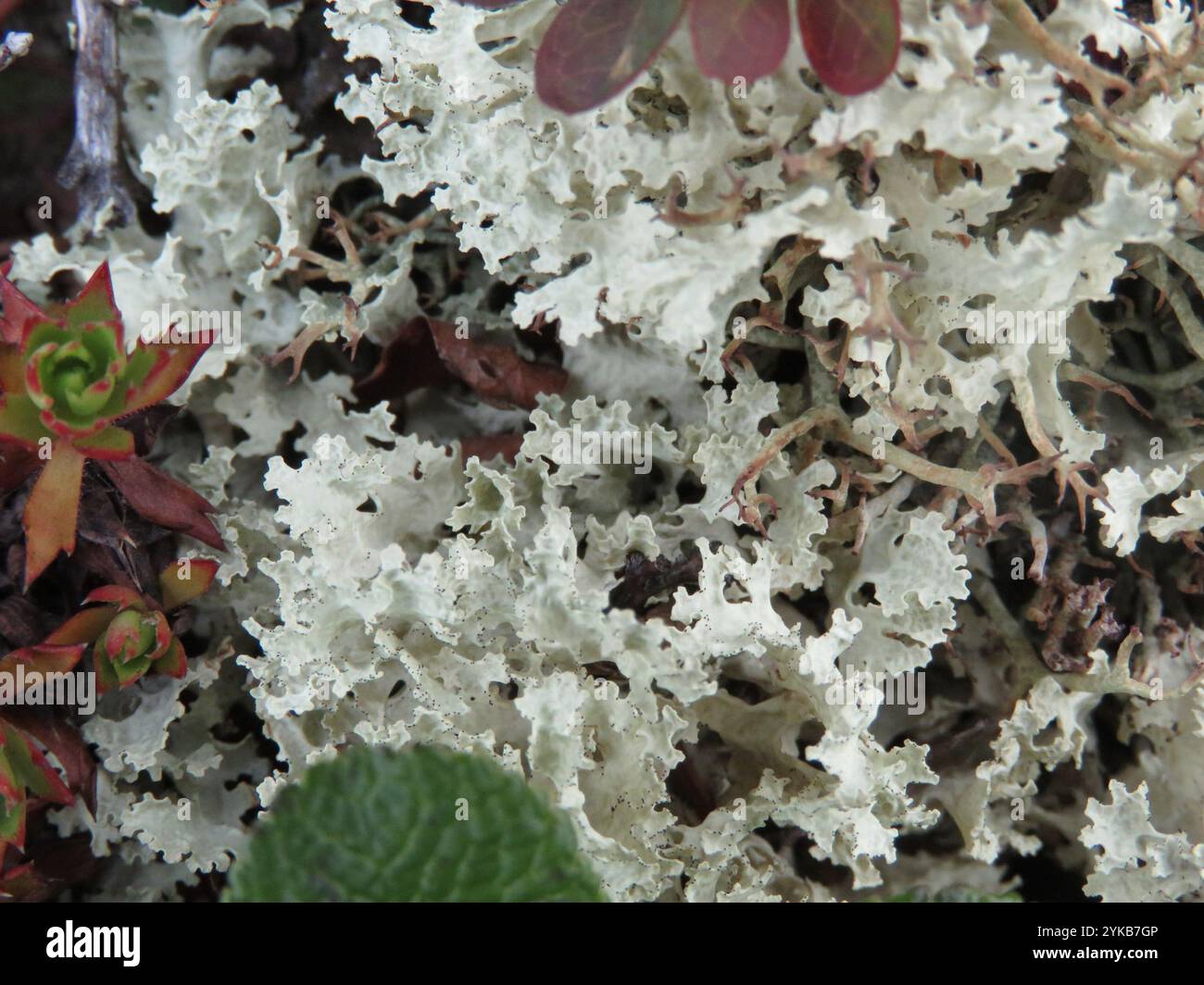 Crinkled snow hi-res stock photography and images - Alamy