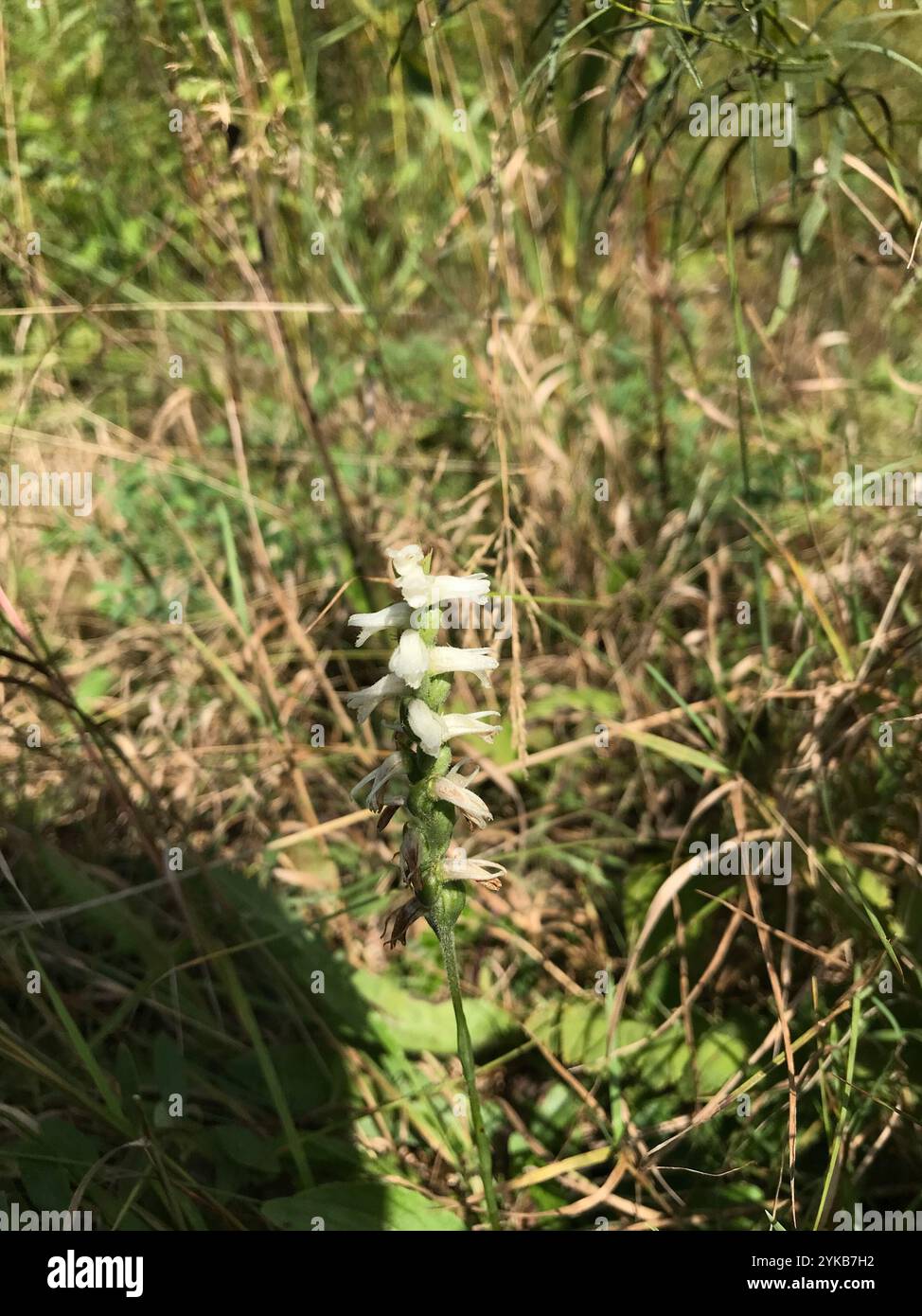 Sphinx ladies’ tresses (Spiranthes incurva Stock Photo - Alamy