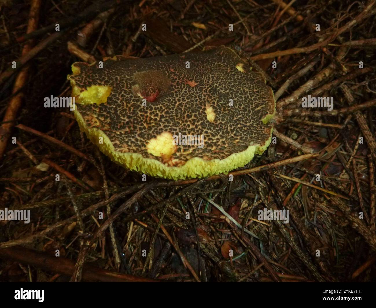 Red-cracking Bolete (Xerocomellus chrysenteron Stock Photo - Alamy