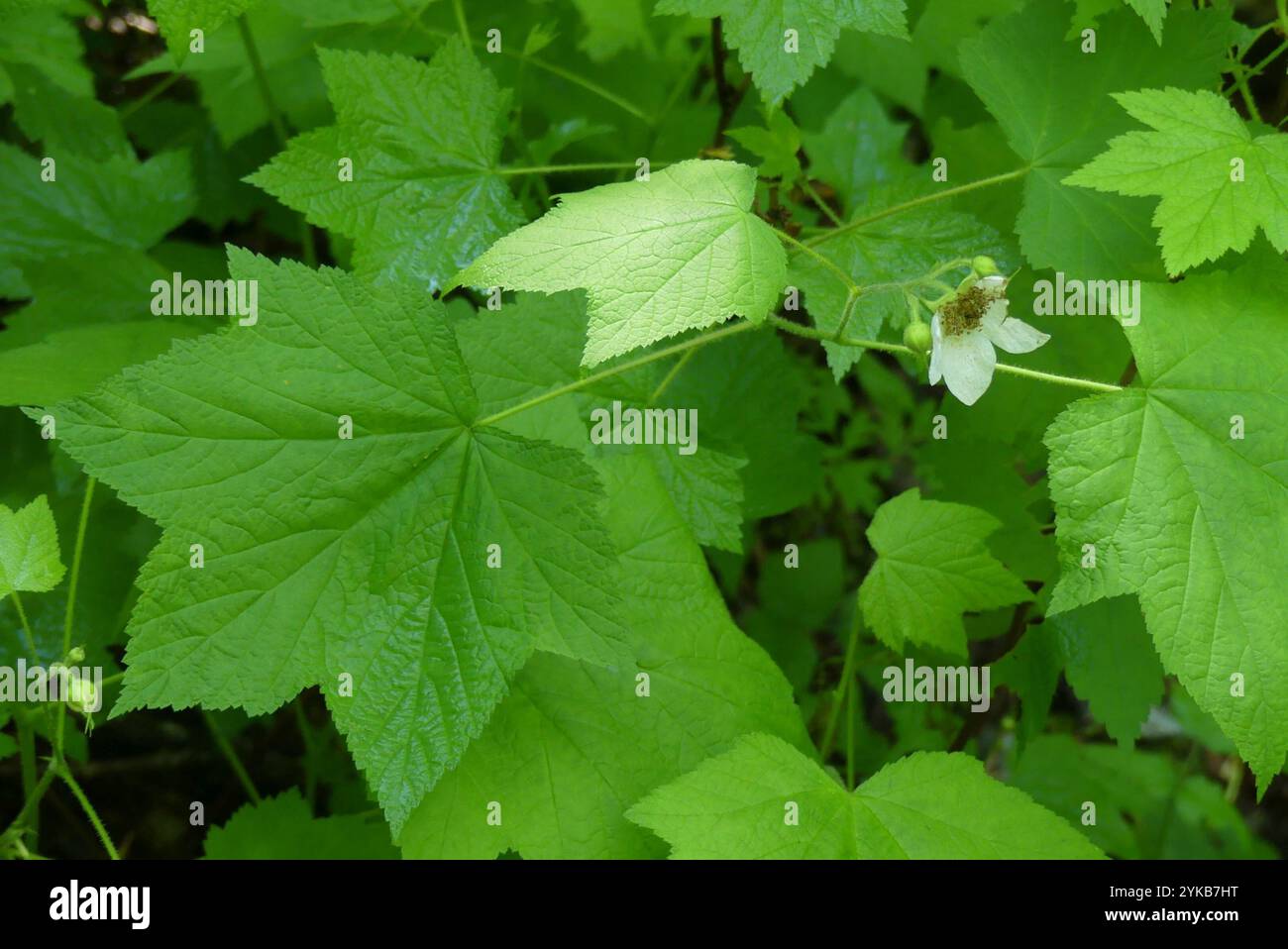 thimbleberry (Rubus parviflorus Stock Photo - Alamy