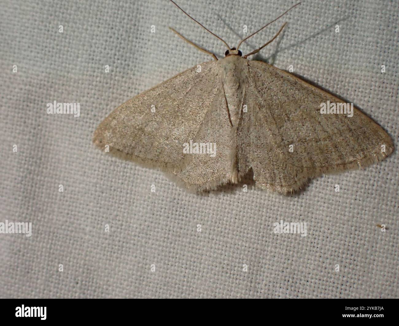 Geometer Moths (Geometridae Stock Photo - Alamy