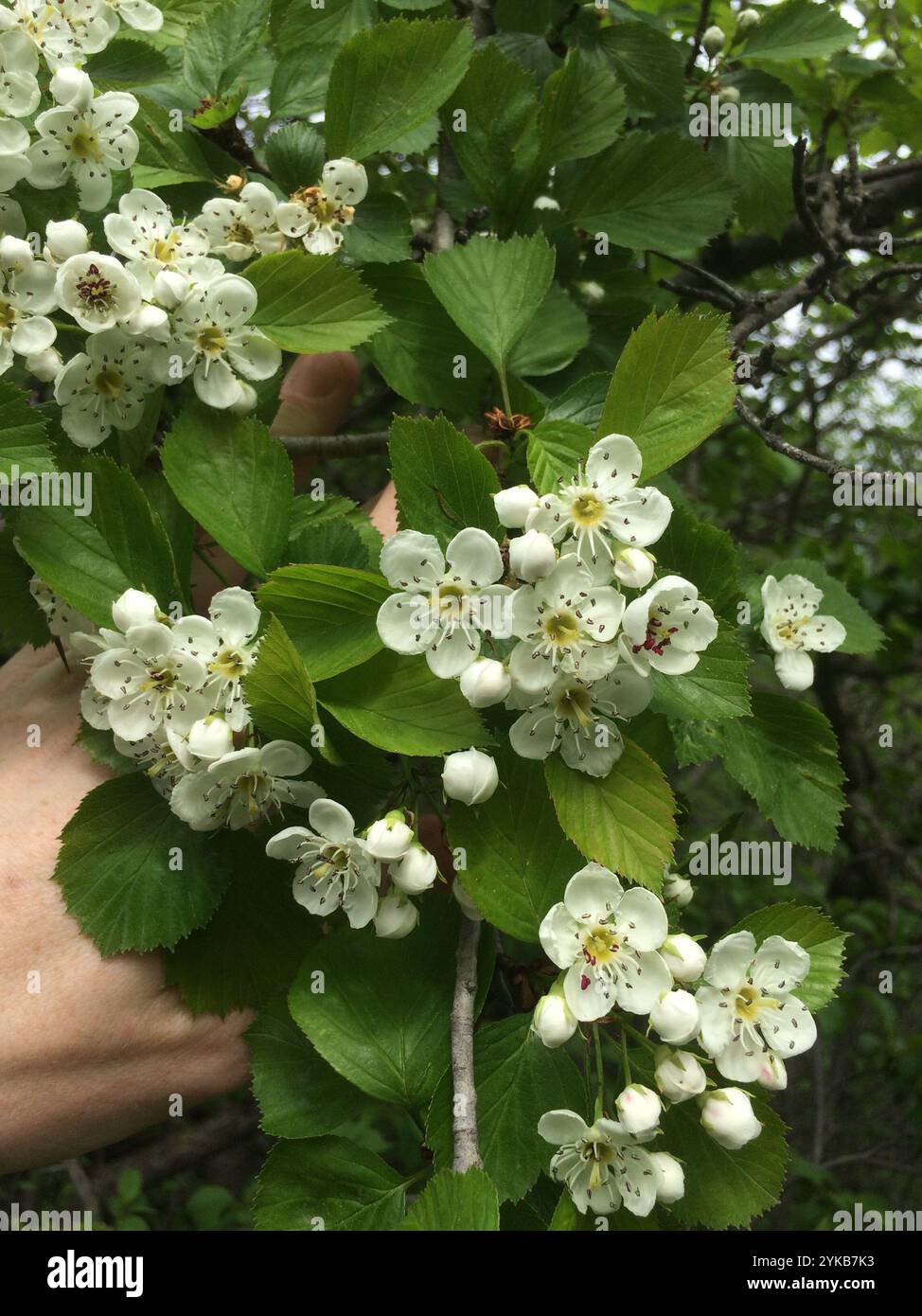 Caughnawaga hawthorn (Crataegus suborbiculata Stock Photo - Alamy
