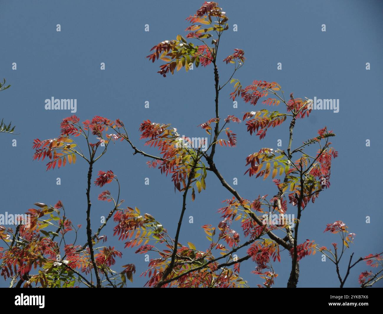 Pink Cedar (Acrocarpus fraxinifolius Stock Photo - Alamy