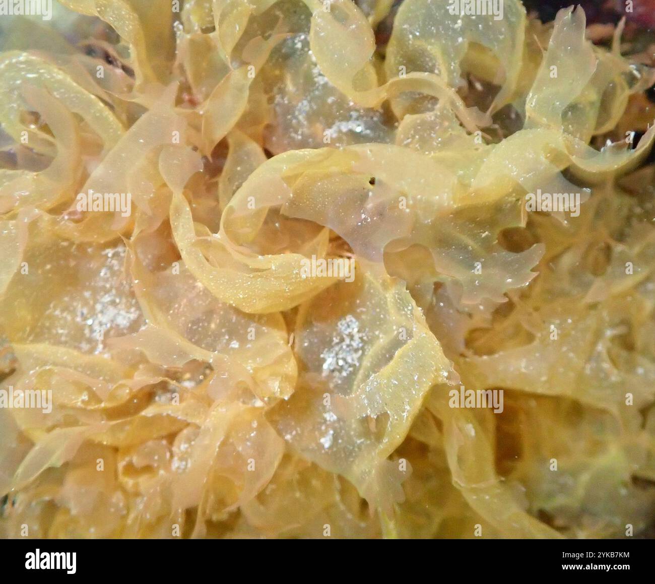 Devil's Tongue Weed (Grateloupia turuturu Stock Photo - Alamy